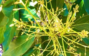 The benefits of sap testing flowers - Novum Lifesciences