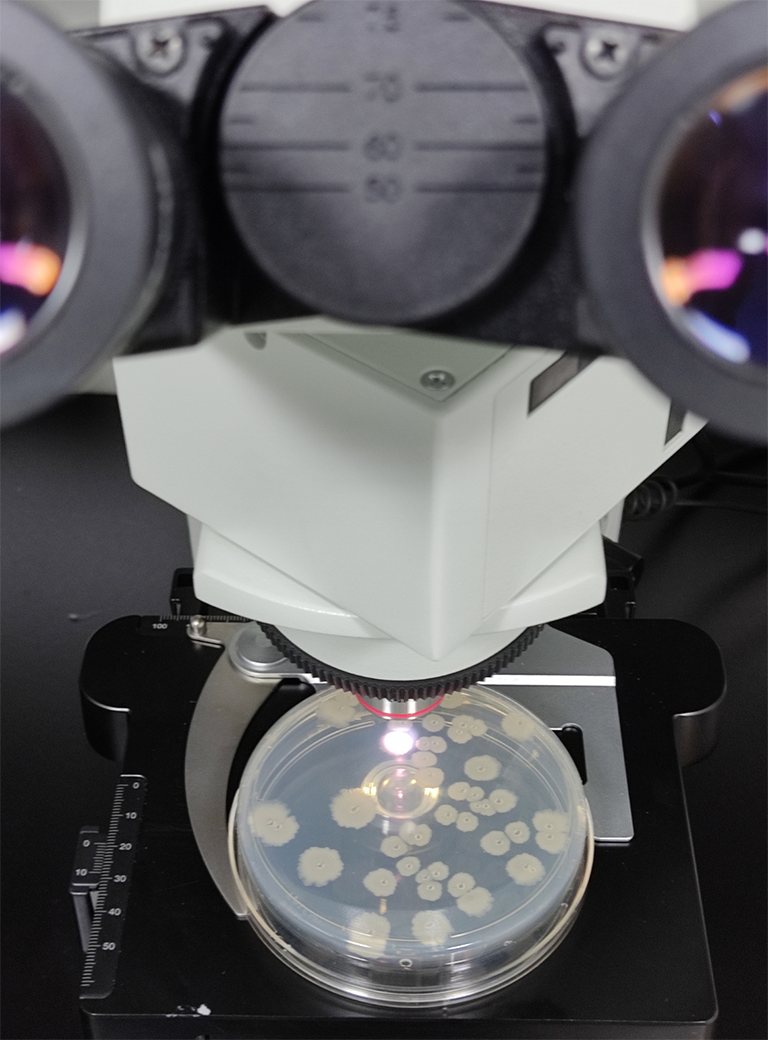 Microbial Testing - Novum Lifesciences